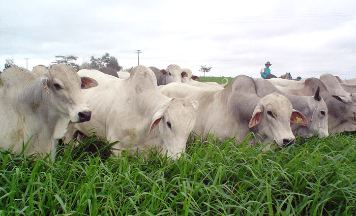 ¿Que son los Forrajes? - (Información Completa)