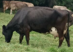 Raza bovina Pardo Suizo 【Todo lo que necesitas saber