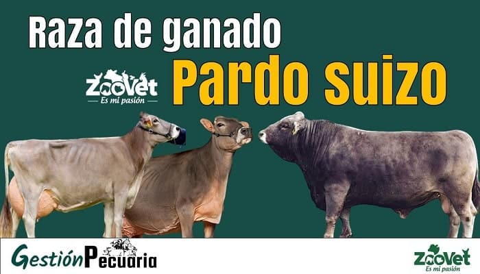 Raza bovina Pardo Suizo 【Todo lo que necesitas saber
