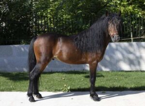 Raza de Caballo Asturcón - Caracteristicas Principales