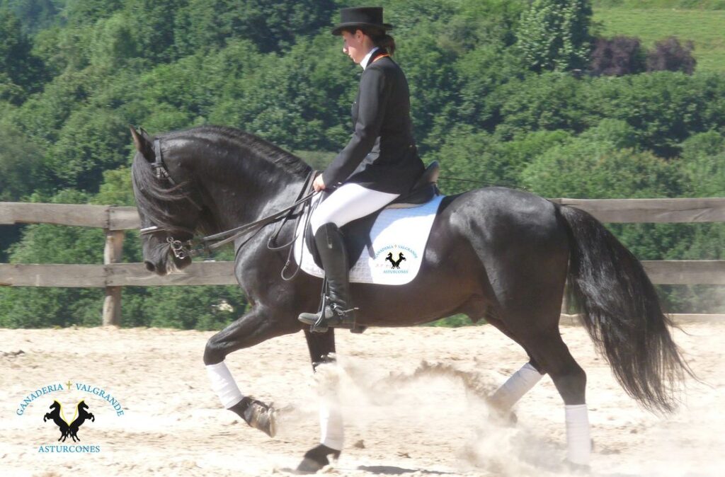 Raza de Caballo Asturcón - Caracteristicas Principales