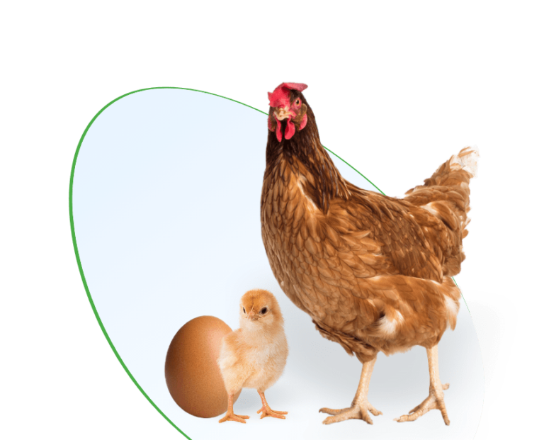 Razas y Líneas de Gallinas - 【Principales Razas y Líneas】
