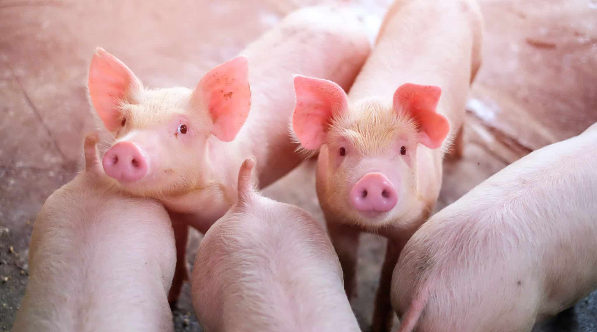 Qué es la Producción Porcina 【Información Completa】