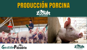 Qué es la Producción Porcina 【Información Completa】