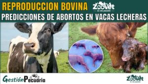 Pubertad en la Ganadería Bovina: Conozca cuándo se presenta y sus ...