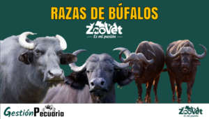 Razas de Búfalos 【Conozca las principales razas】