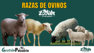 Razas Ovinas 【Conozca las principales razas】