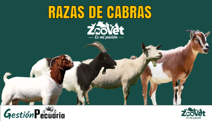 Razas de cabras 【Conozca las principales razas】
