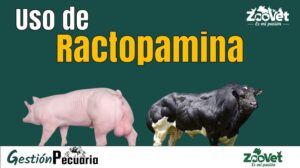 Que es la Ractopamina y como se usa en alimentación animal