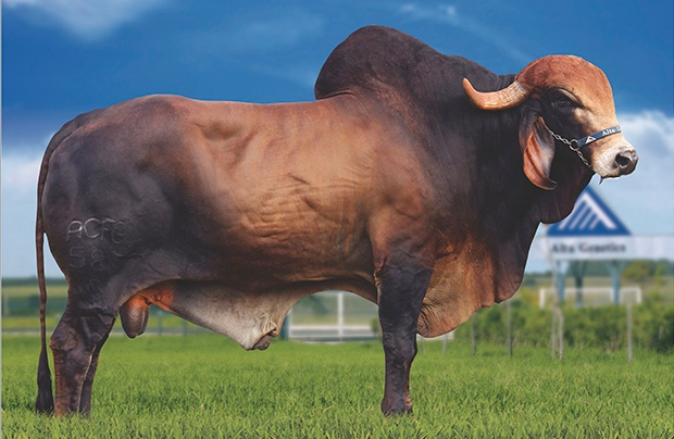 La Raza Bovina GYR - Características Productivas