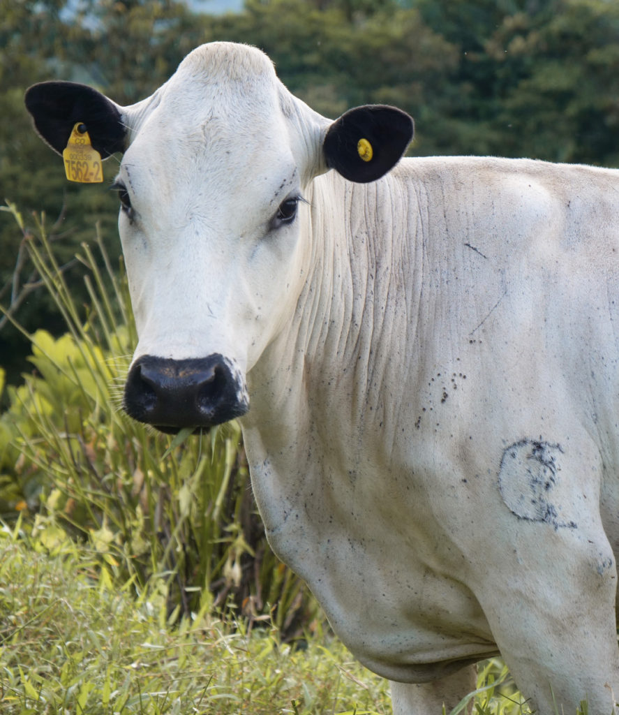 Raza bovina Bon blanco orejinegro