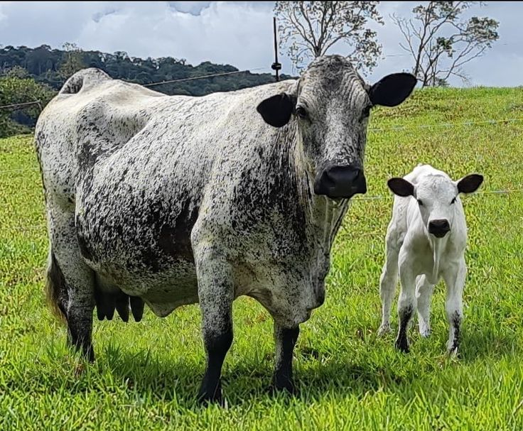 Raza bovina Bon blanco orejinegro