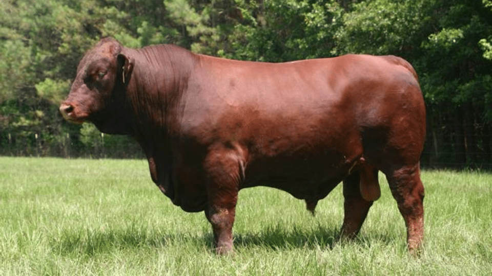 Raza Bovina Santa Gertrudis 【Información Actualizada】