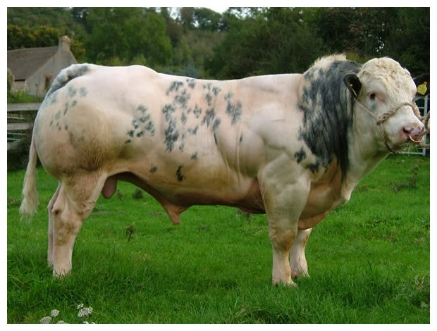 Raza bovina Belga Azul 【Información Actualizada】