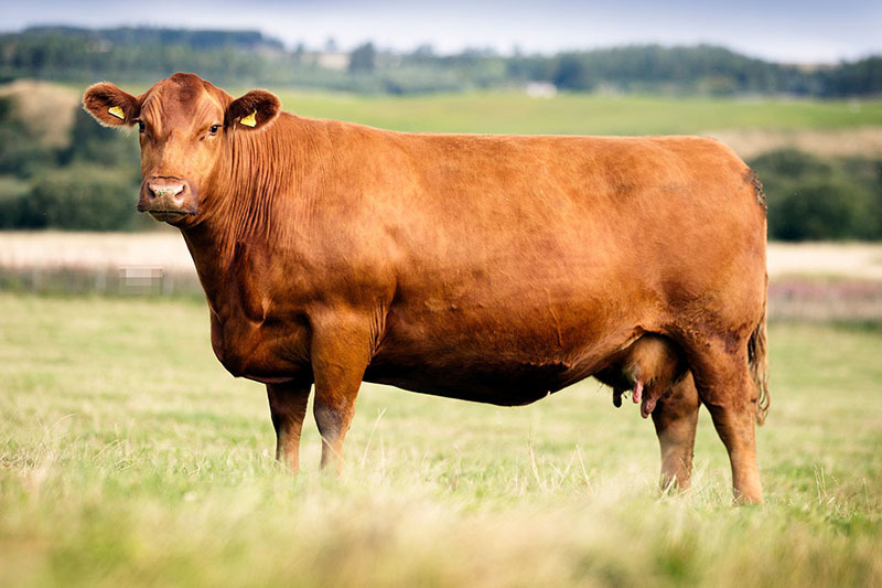 Raza bovina Aberdeen Angus 【Información Actualizada】