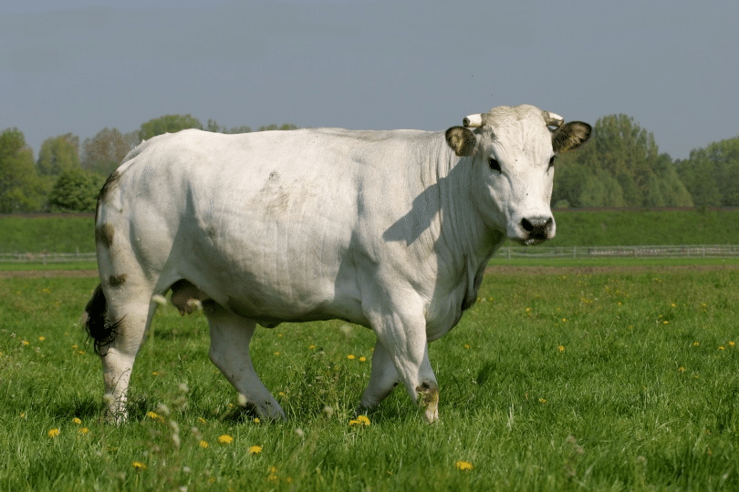 Raza de ganado Chianina 【Información Actualizada】