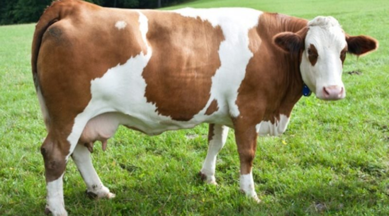 Simmental: Raza de ganado bovino, todo lo que necesitas saber