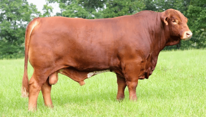 Raza bovina Beefmaster 【Información Actualizada
