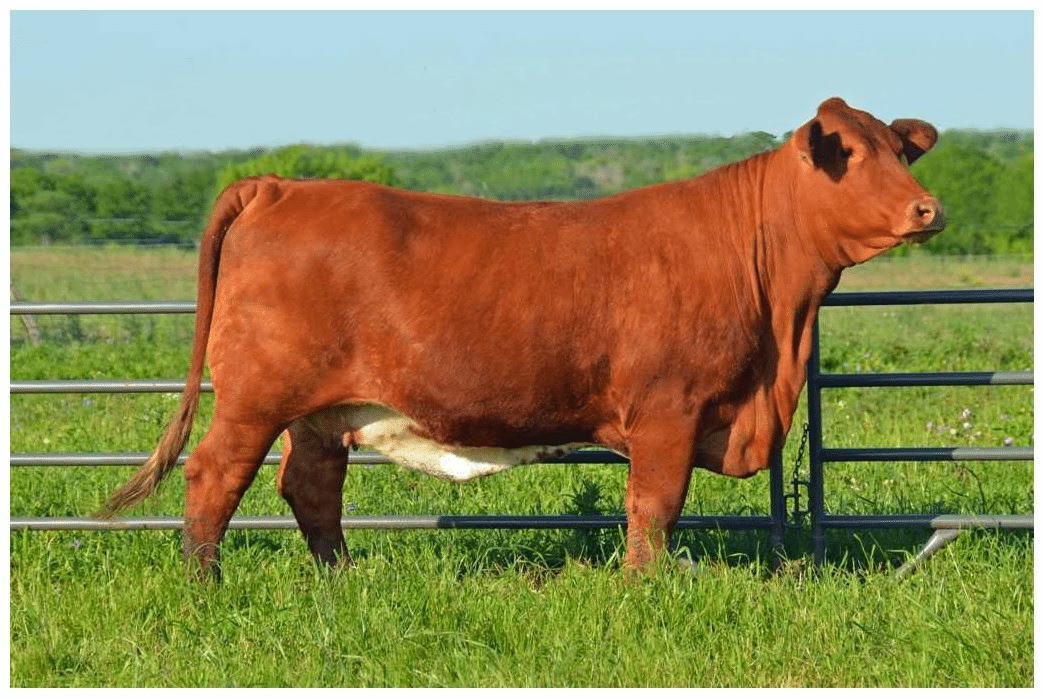Raza bovina Beefmaster 【Información Actualizada