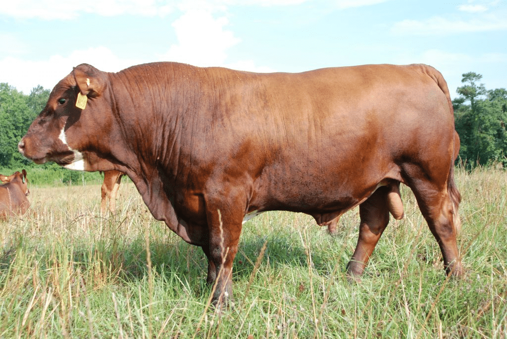 Raza Bovina Barzona 【Informacion Actualizada