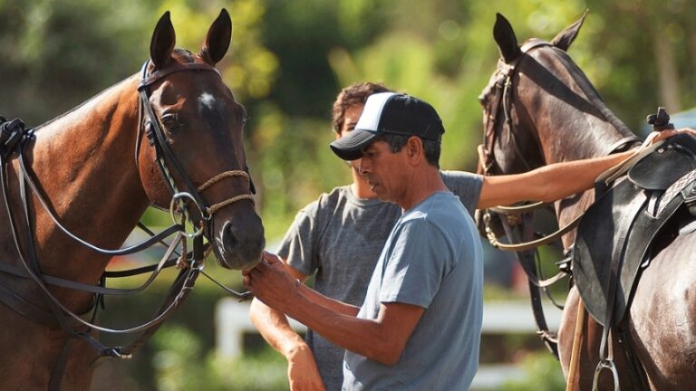Producción Equina 【Información Completa】