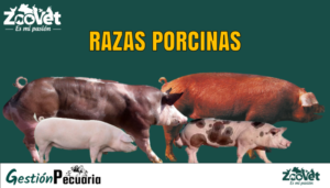 Qué es la Producción Porcina 【Información Completa】