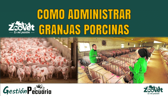 Qué es la Producción Porcina 【Información Completa】