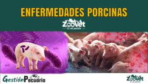 Qué es la Producción Porcina 【Información Completa】