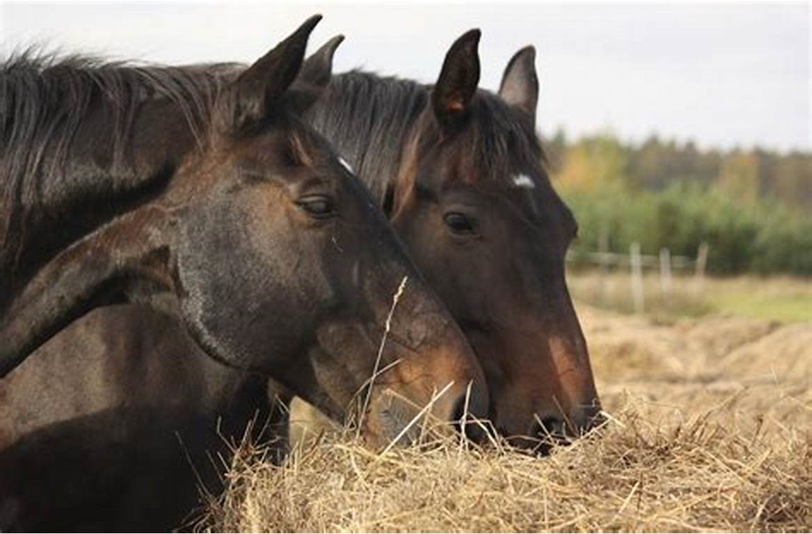 Alimentación de los Equinos 【Información Completa】