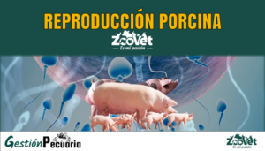 Qué es la Producción Porcina 【Información Completa】