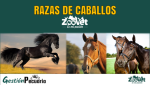 Razas de Caballos 【Información de Todas las Razas】