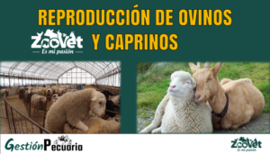 Reproducción de Ovinos y Caprinos 【Información Completa】