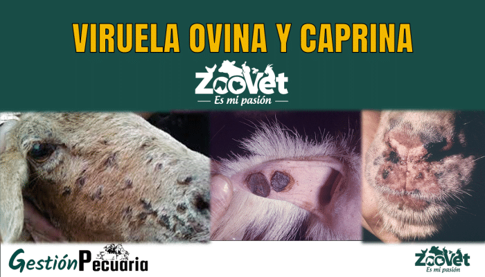 Viruela Ovina y Caprina - Infección por Capripoxvirus