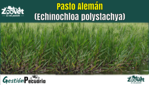Pasto Alemán (Echinochloa polystachya)