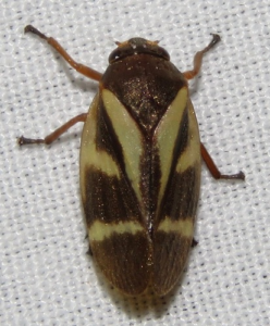 Manejo y Control del Salivazo