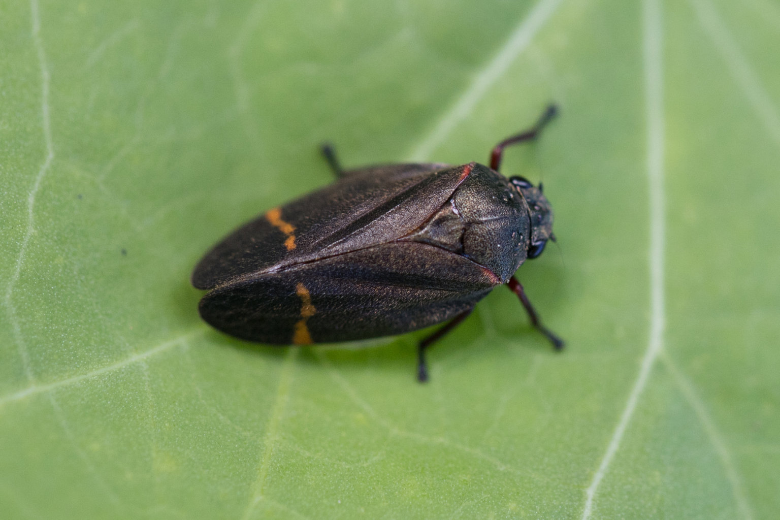 Manejo y Control del Salivazo